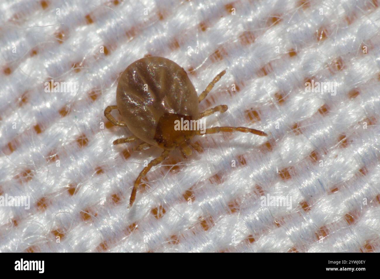 Bont Ticks (Amblyomma Stock Photo - Alamy