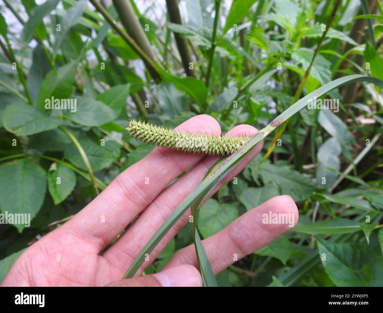 lesser pond sedge (Carex acutiformis Stock Photo - Alamy