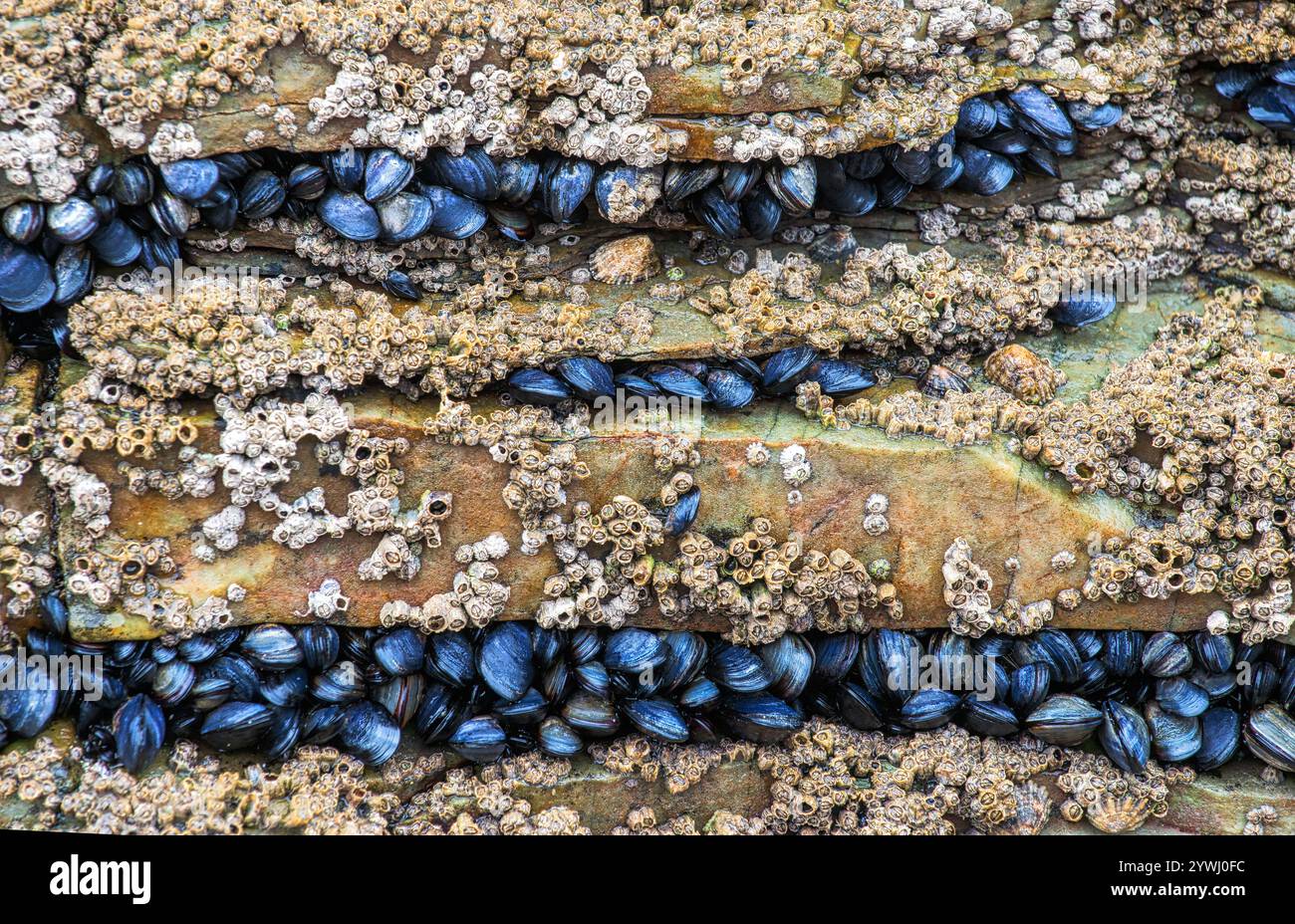 Marine life covers rocks along the shoreline with shells, barnacles ...