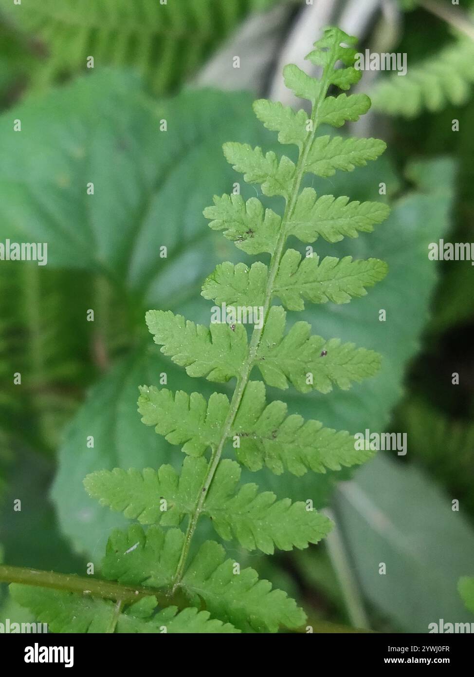 Cystopteris bulbifera hi-res stock photography and images - Alamy