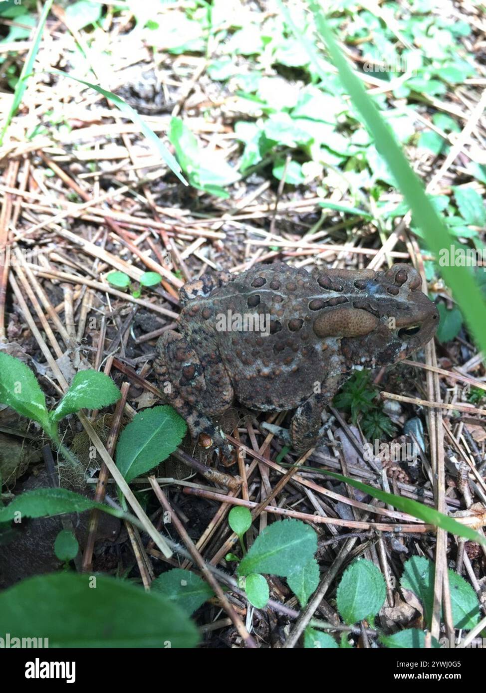 Eastern American Toad (Anaxyrus americanus americanus Stock Photo - Alamy