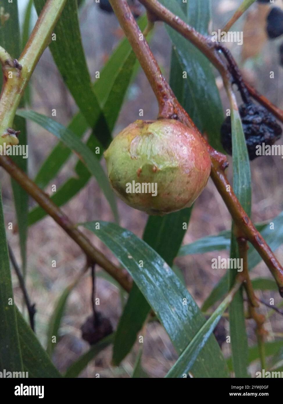 Longleaf Wattle Gall Wasp (Trichilogaster acaciaelongifoliae Stock ...