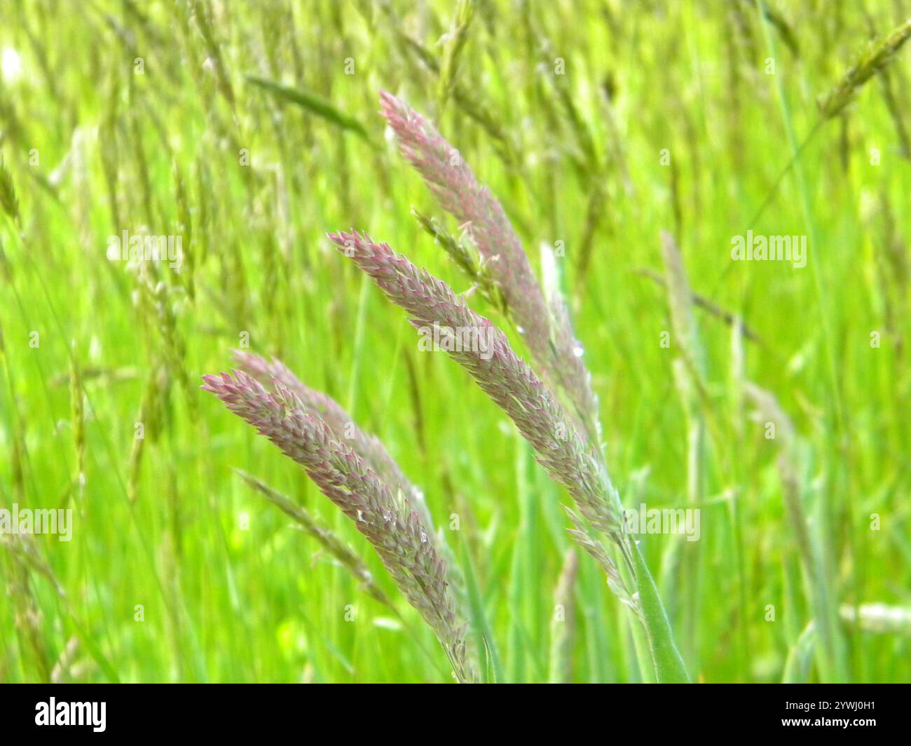 Yorkshire fog (Holcus lanatus Stock Photo - Alamy