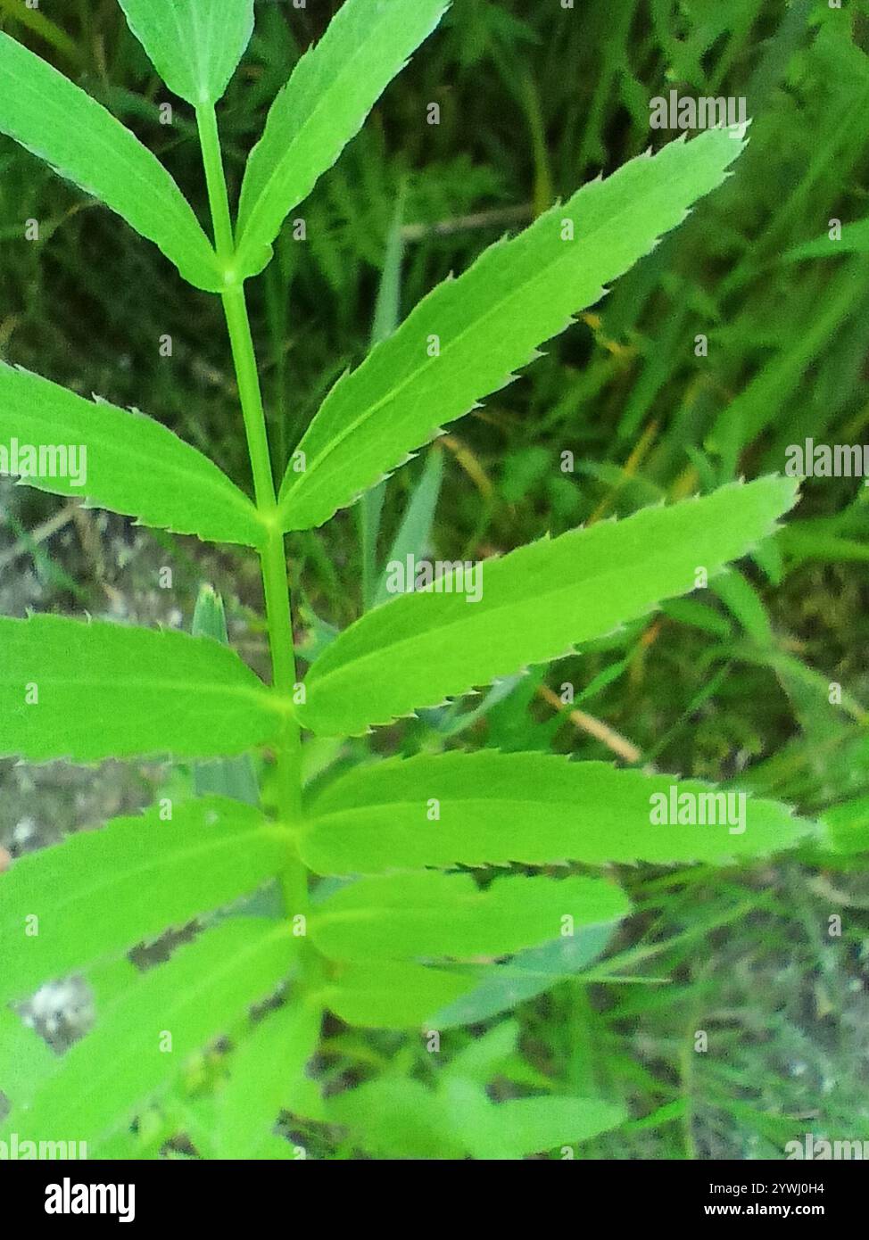 Greater Water-parsnip (Sium latifolium Stock Photo - Alamy