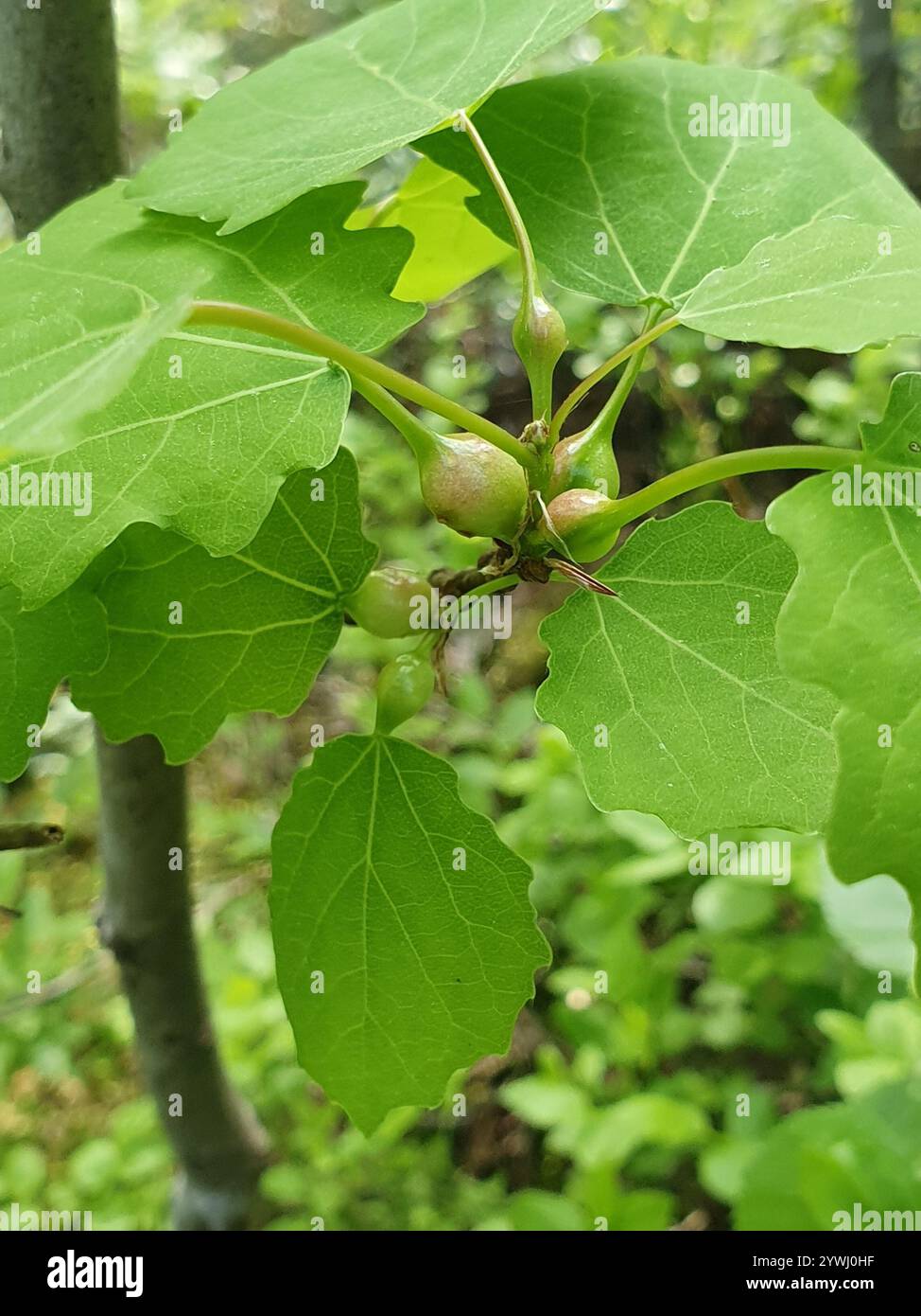 Poplar Leaf Gall Midge (Contarinia petioli Stock Photo - Alamy