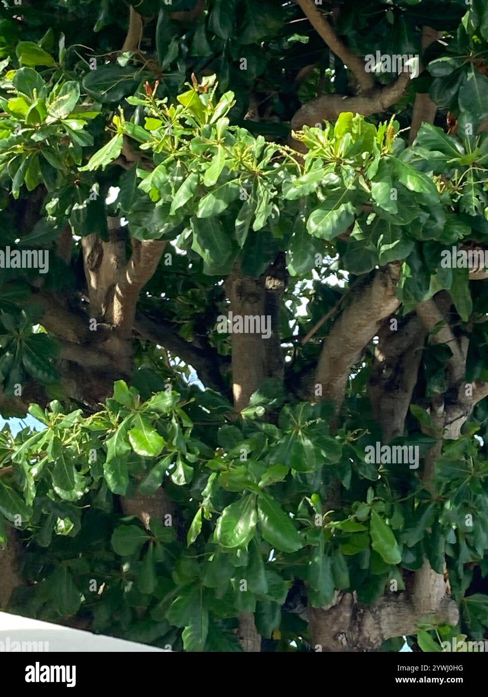Sea Almond (Terminalia catappa Stock Photo - Alamy