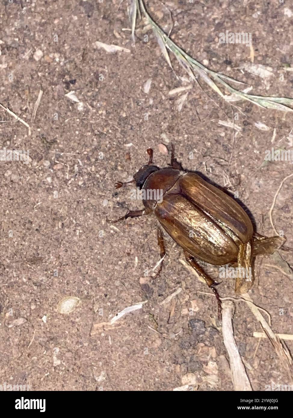 Summer Chafer (Amphimallon solstitiale Stock Photo - Alamy