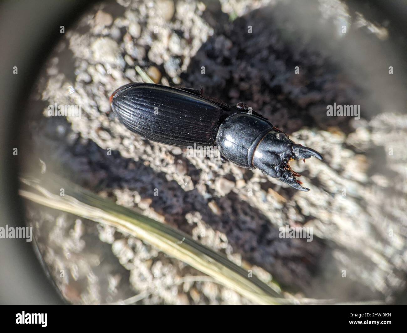 Big-headed Ground Beetle (Scarites subterraneus Stock Photo - Alamy