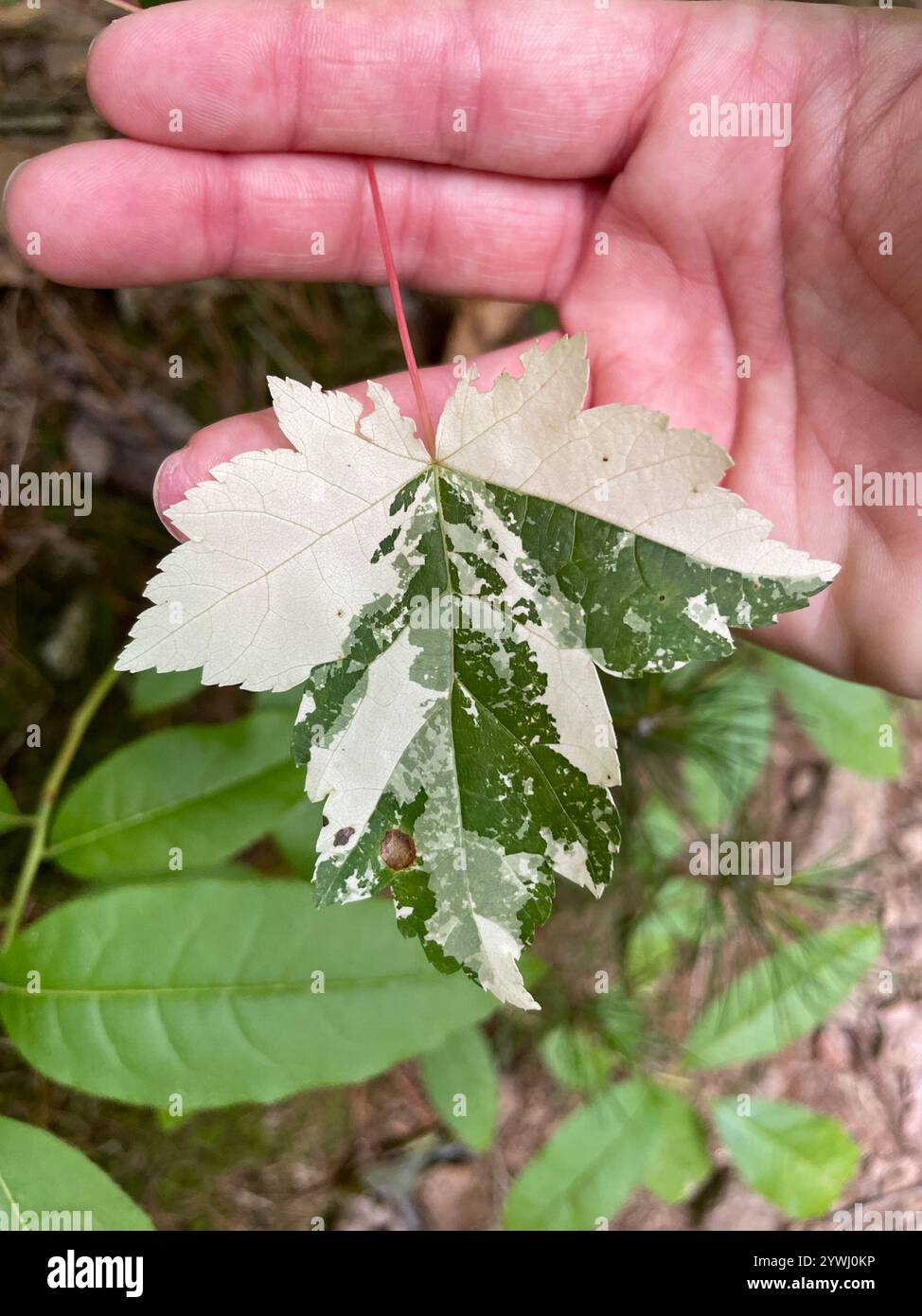 red maple (Acer rubrum Stock Photo - Alamy