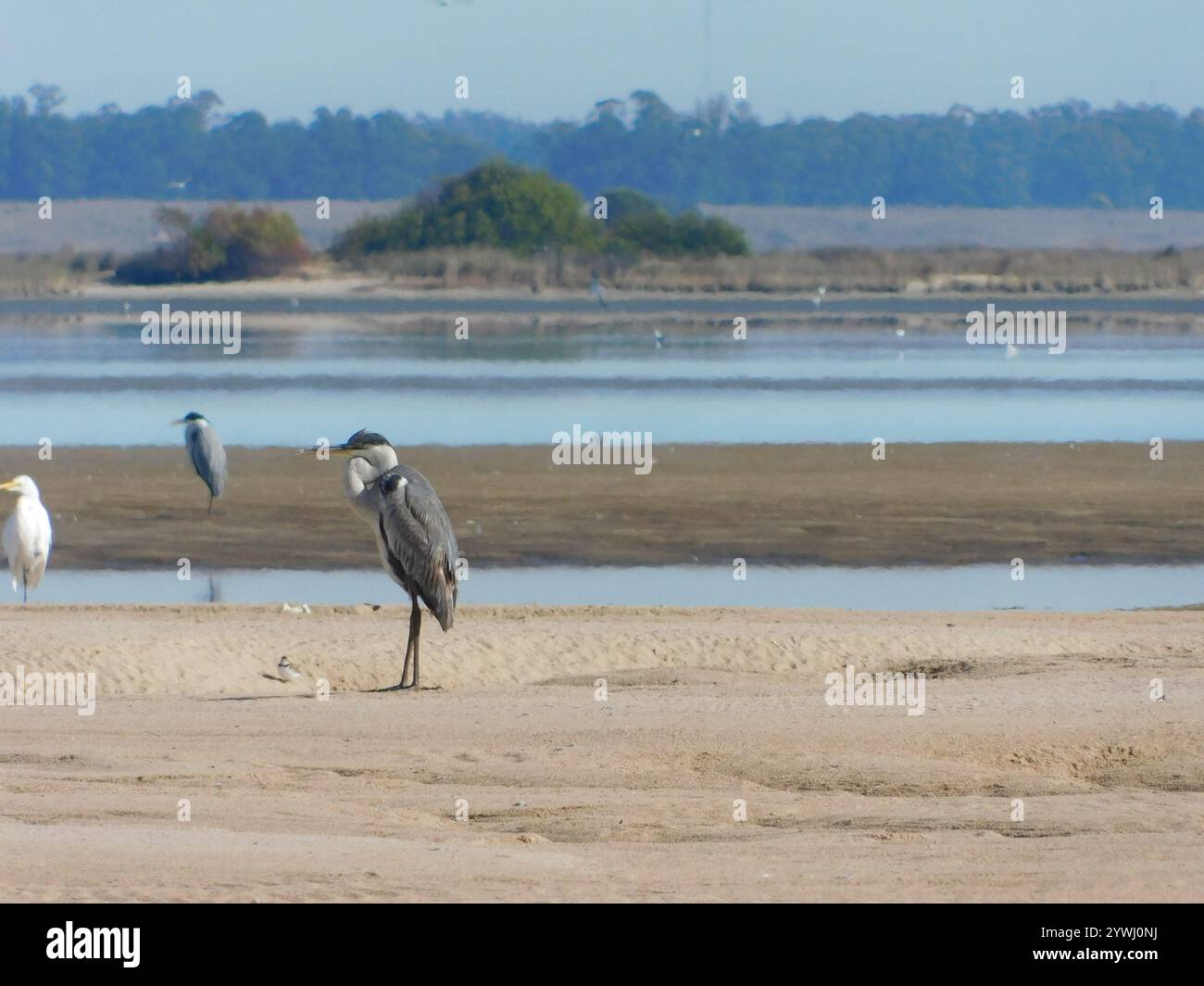 Cocoi Heron (Ardea cocoi Stock Photo - Alamy