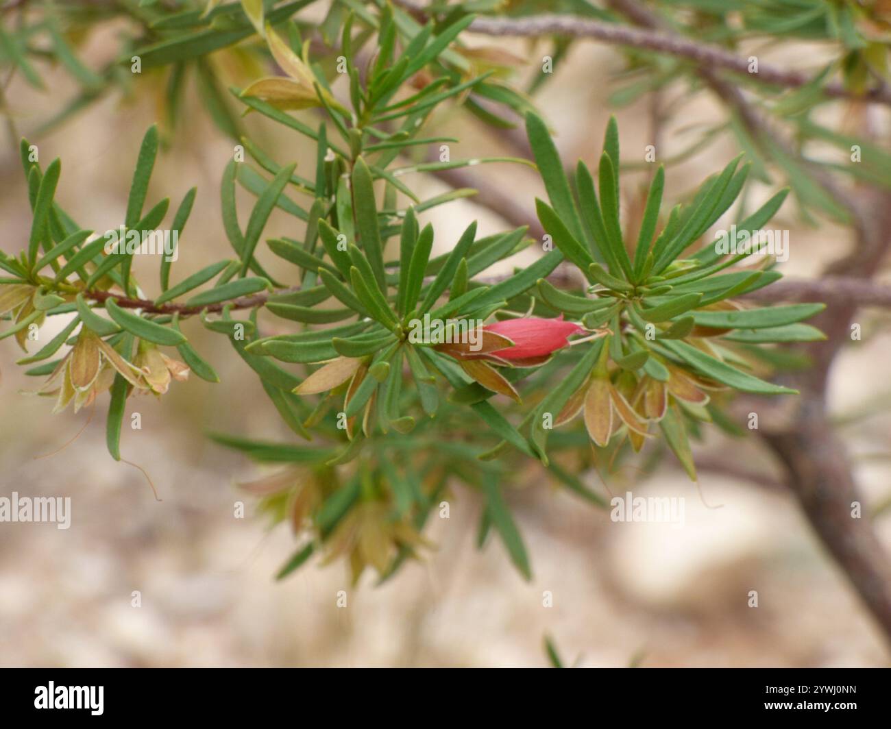 crimson turkey bush (Eremophila latrobei Stock Photo - Alamy