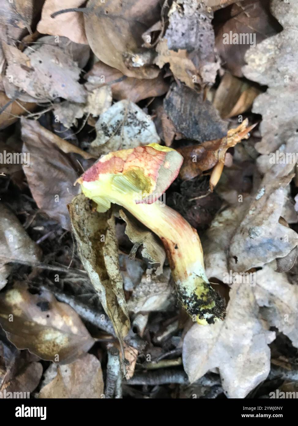 Red-cracking Bolete (Xerocomellus chrysenteron Stock Photo - Alamy
