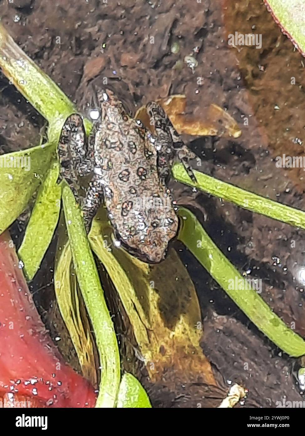 North American Toads (Anaxyrus Stock Photo - Alamy