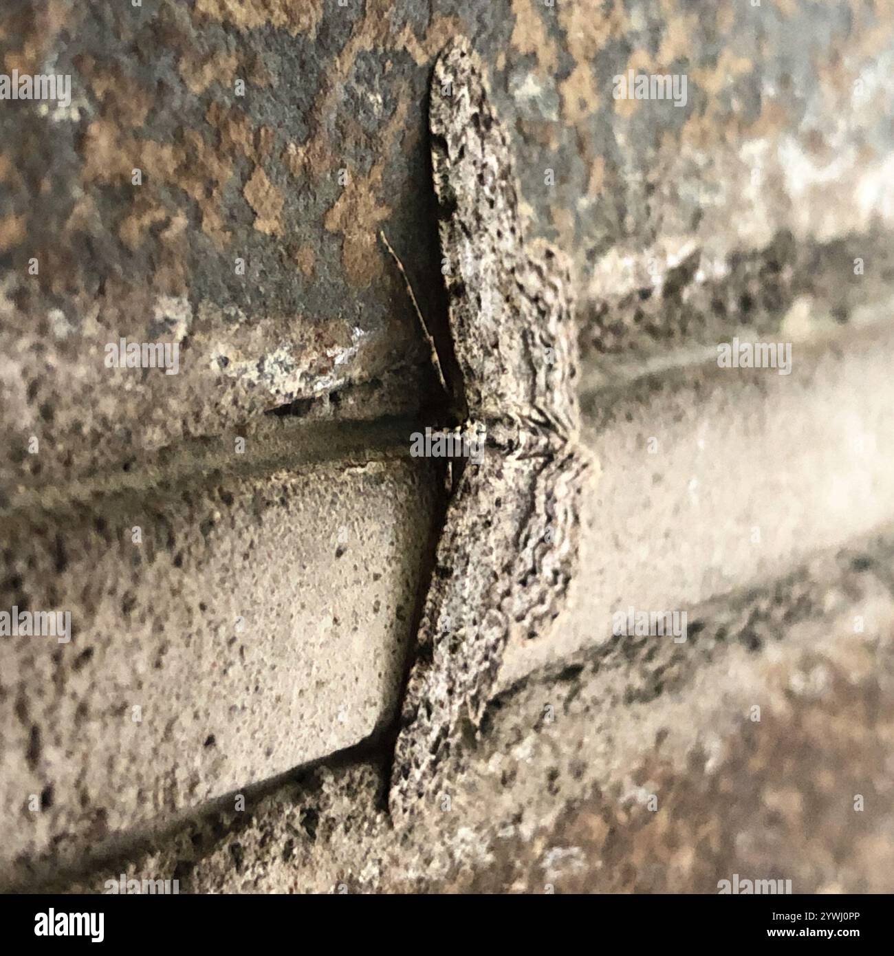 Porcelain Gray (Protoboarmia porcelaria Stock Photo - Alamy