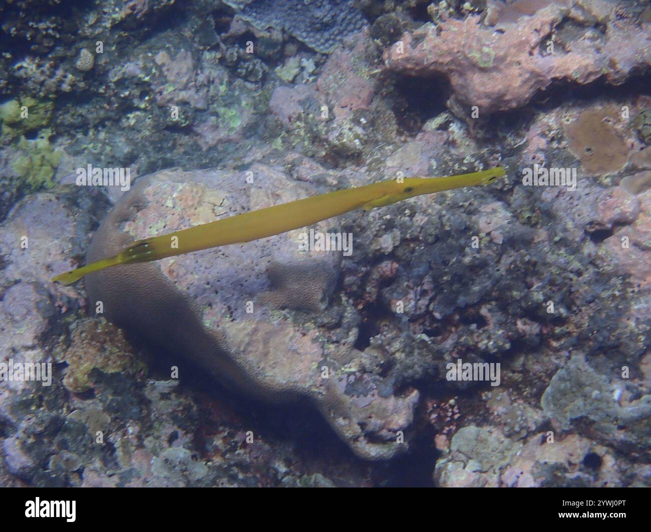 Pacific Trumpetfish (Aulostomus chinensis Stock Photo - Alamy