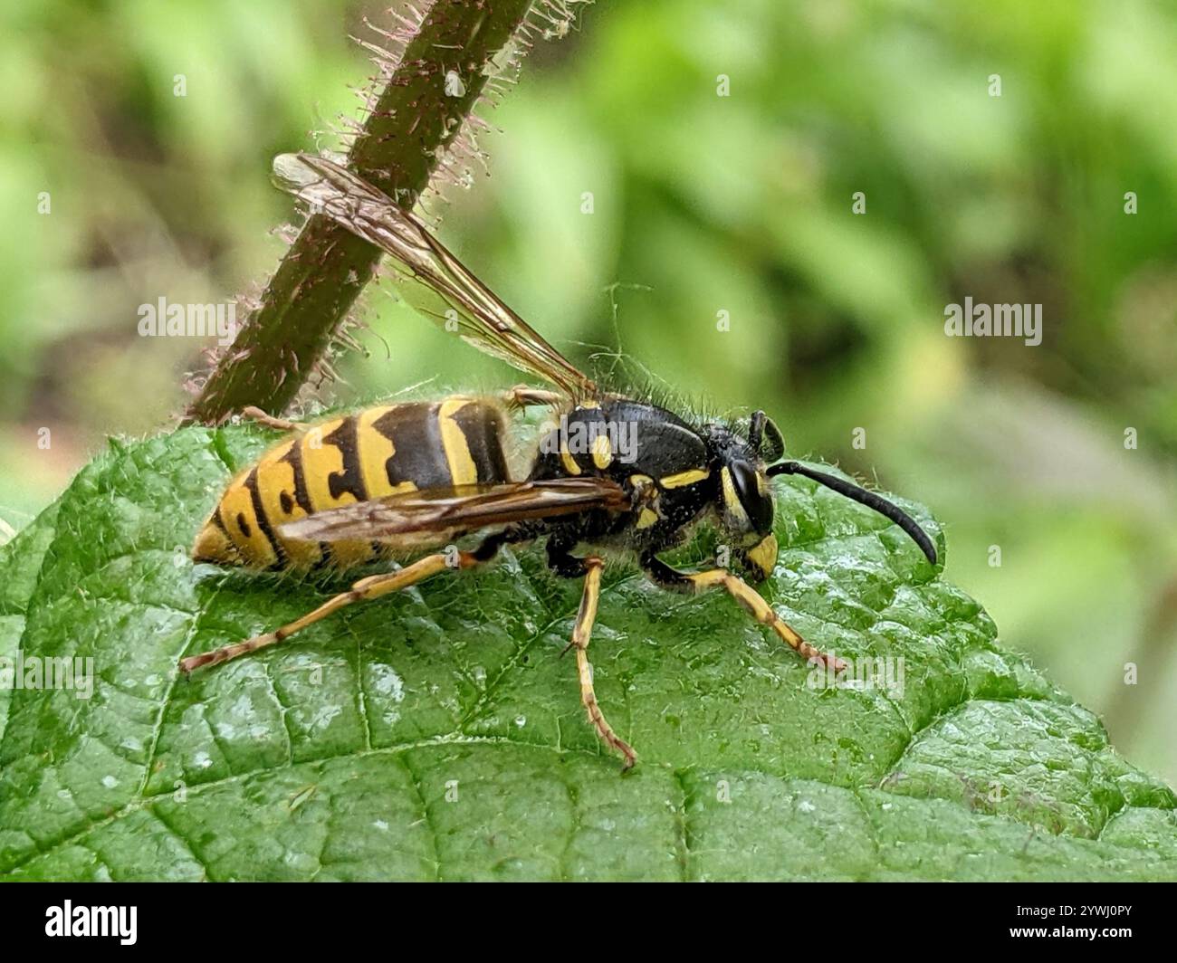 Common European Yellowjacket (Vespula vulgaris Stock Photo - Alamy