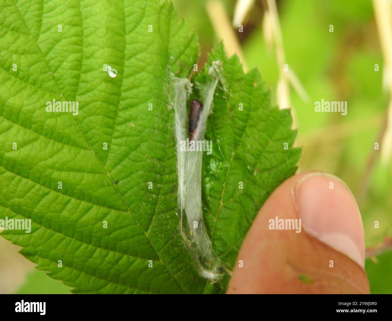 Winged and once winged insects hi-res stock photography and images - Alamy