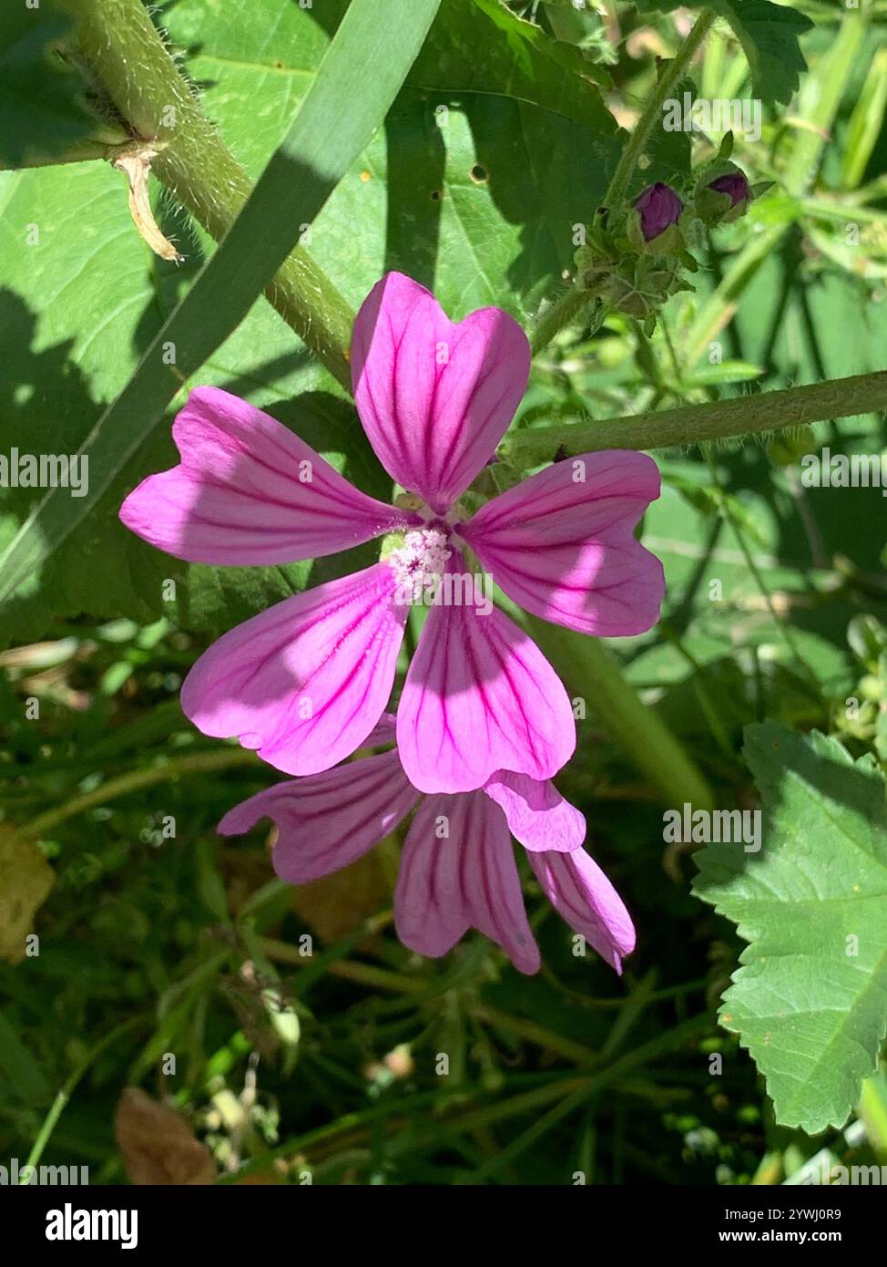 Common Mallow (Malva sylvestris Stock Photo - Alamy