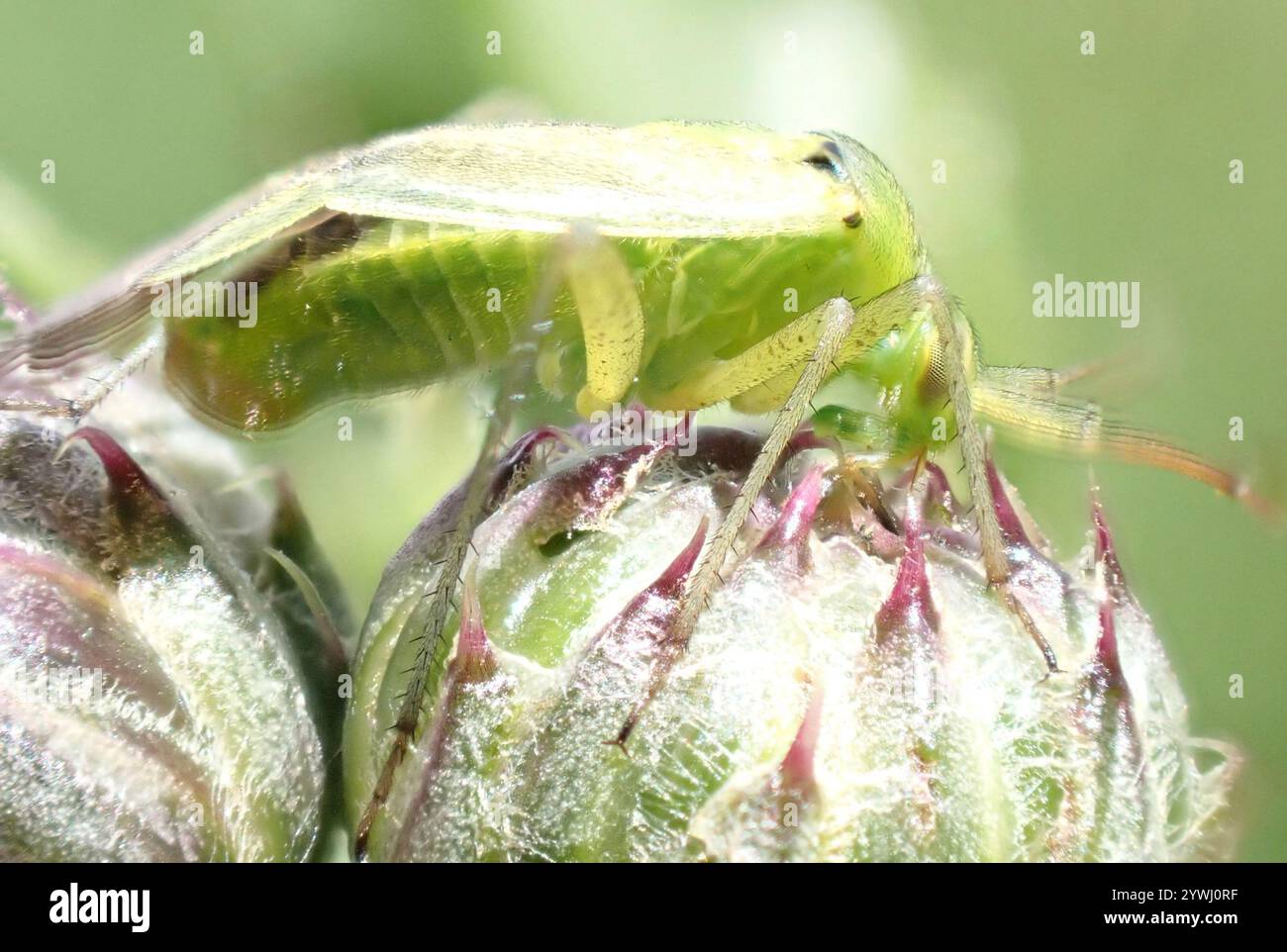 Potato Mirid (Closterotomus norwegicus Stock Photo - Alamy