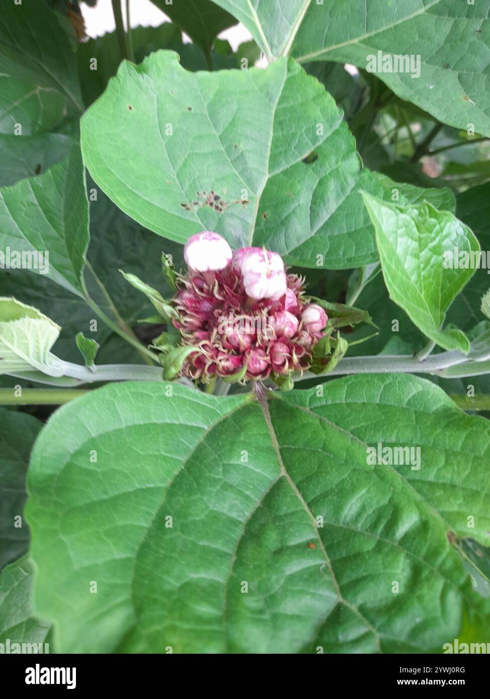Chinese Glorybower (Clerodendrum chinense Stock Photo - Alamy