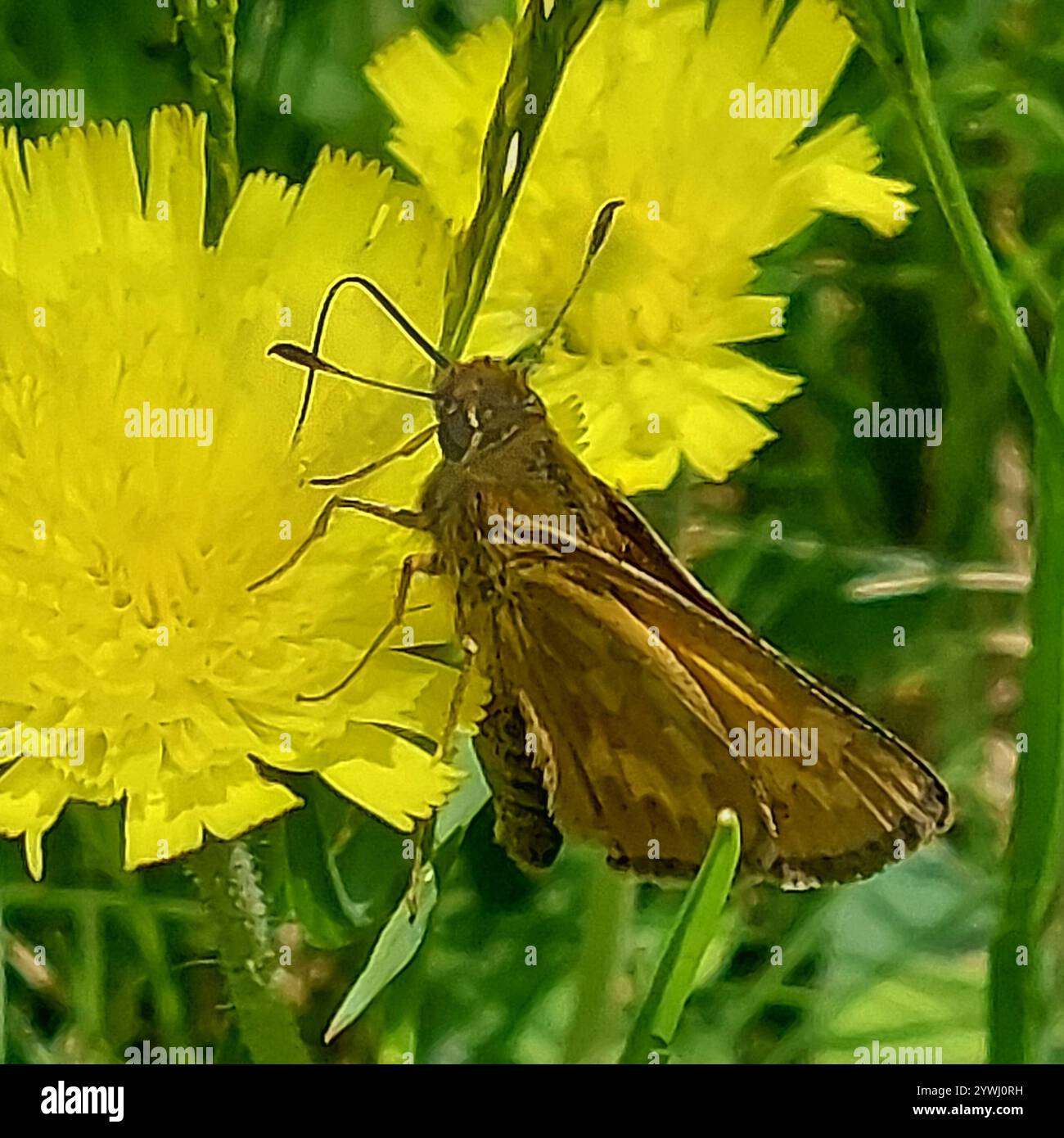 Indian Skipper (Hesperia sassacus Stock Photo - Alamy
