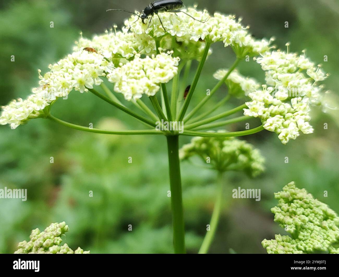 Osha (Ligusticum porteri Stock Photo - Alamy