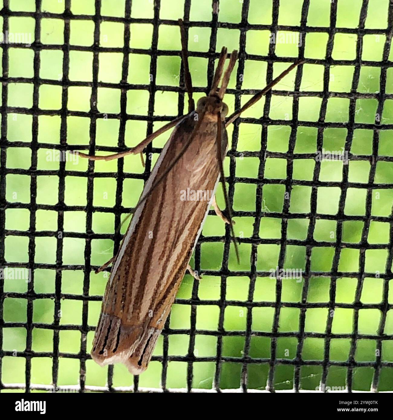 Eastern Grass-veneer (Crambus laqueatellus Stock Photo - Alamy