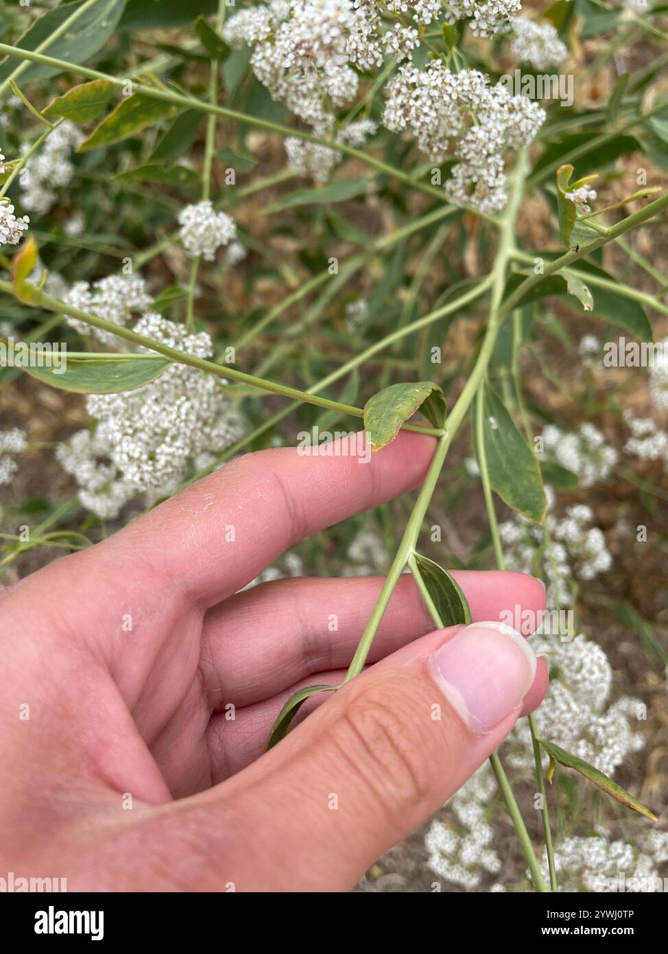 broadleaved pepperweed (Lepidium latifolium Stock Photo - Alamy
