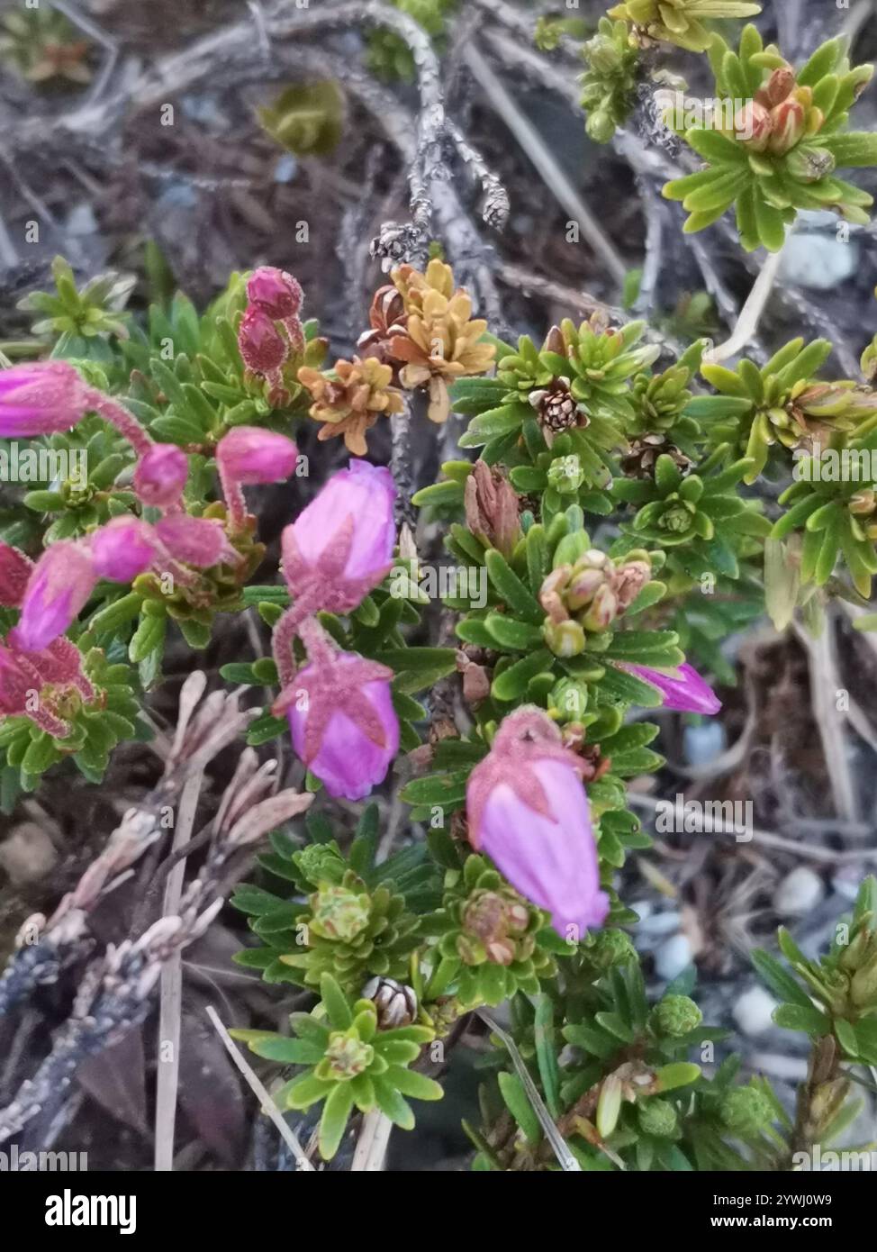 Blue Mountain-heath (Phyllodoce caerulea Stock Photo - Alamy