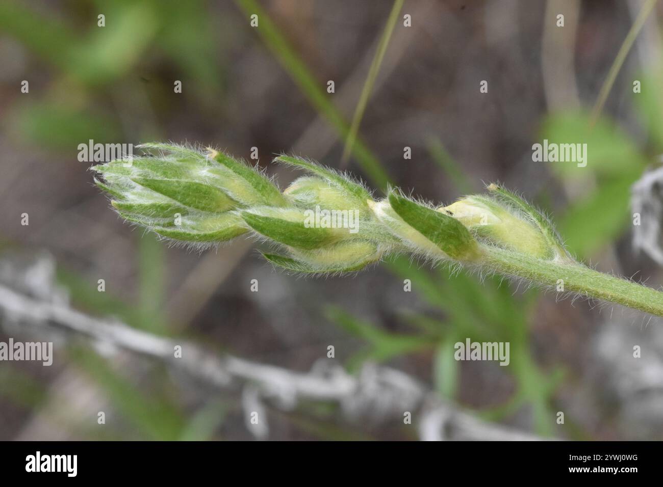 field locoweed (Oxytropis campestris Stock Photo - Alamy