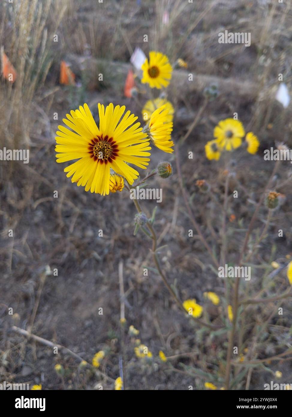 Common Madia (Madia elegans Stock Photo - Alamy