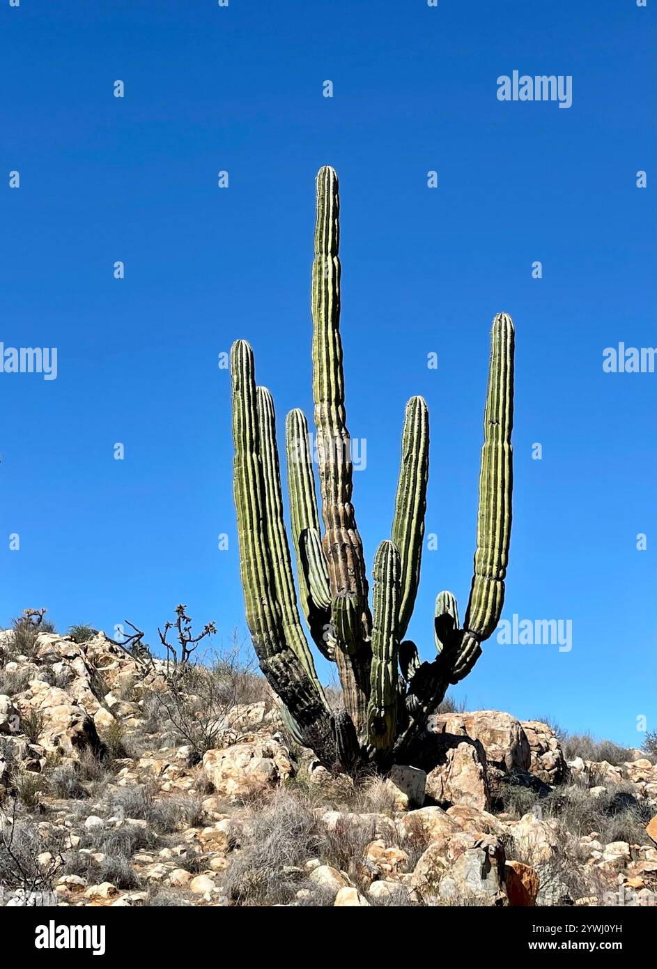 Mexican Giant Cactus (Pachycereus pringlei Stock Photo - Alamy
