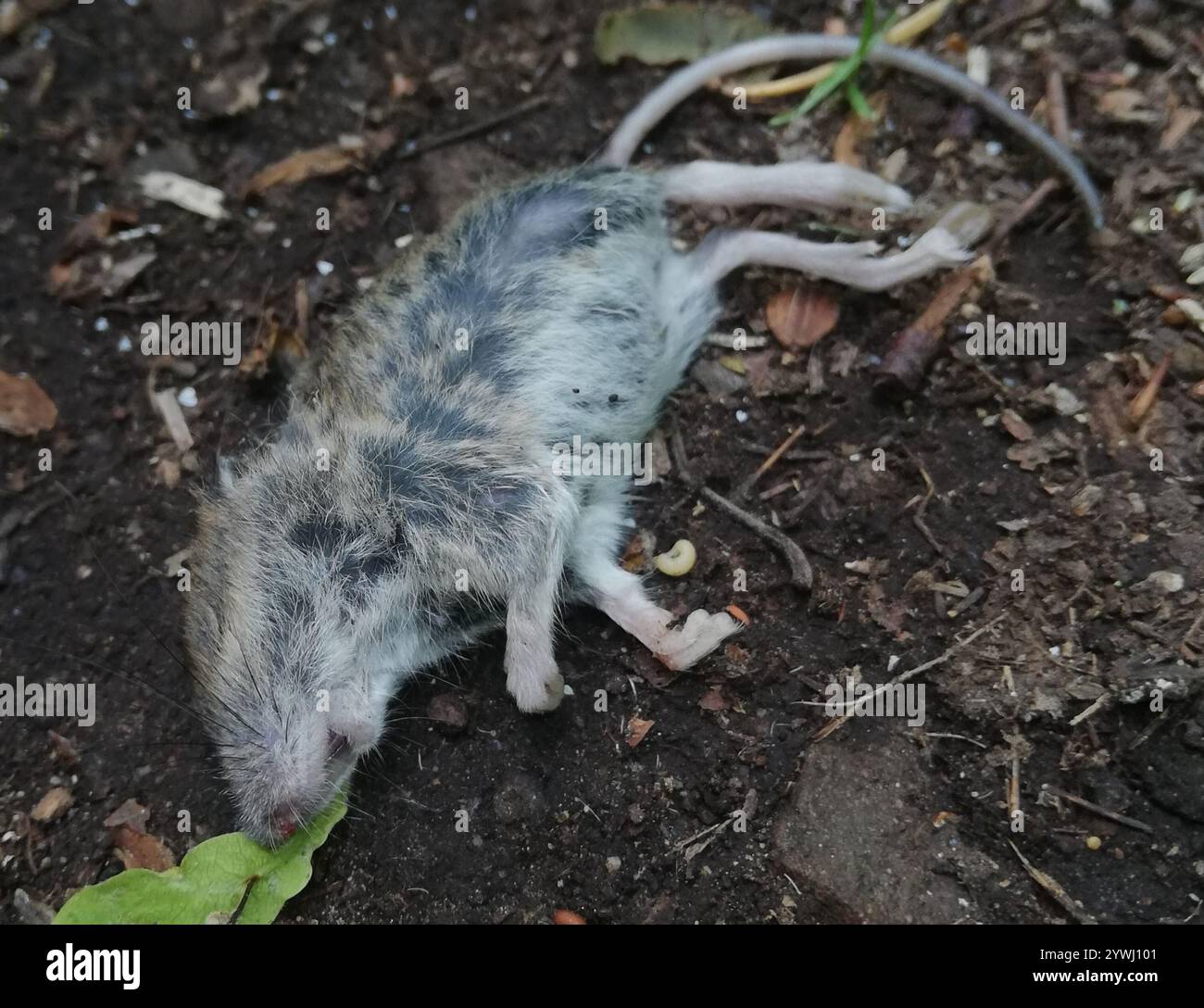 Old World Field Mice (Apodemus Stock Photo - Alamy
