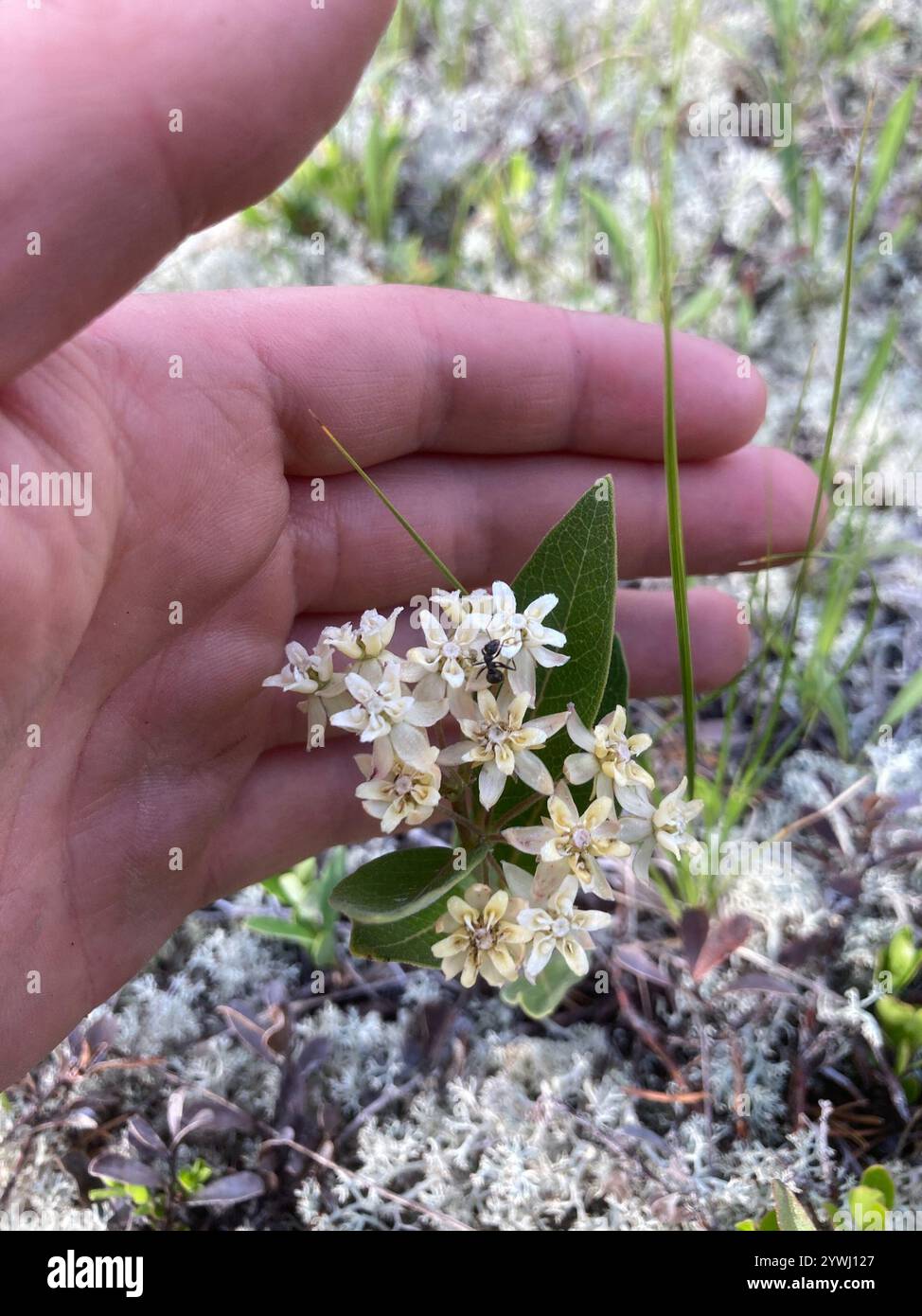 oval-leaved milkweed (Asclepias ovalifolia Stock Photo - Alamy