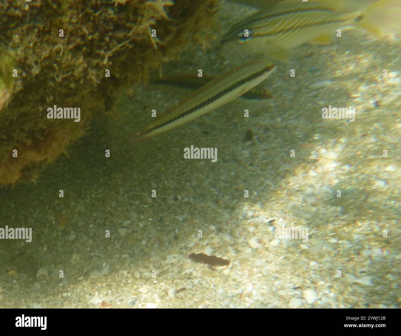 Slippery Dick (Halichoeres bivittatus Stock Photo - Alamy Slippery Dick (Halichoeres bivittatus Stock Photo - Alamy