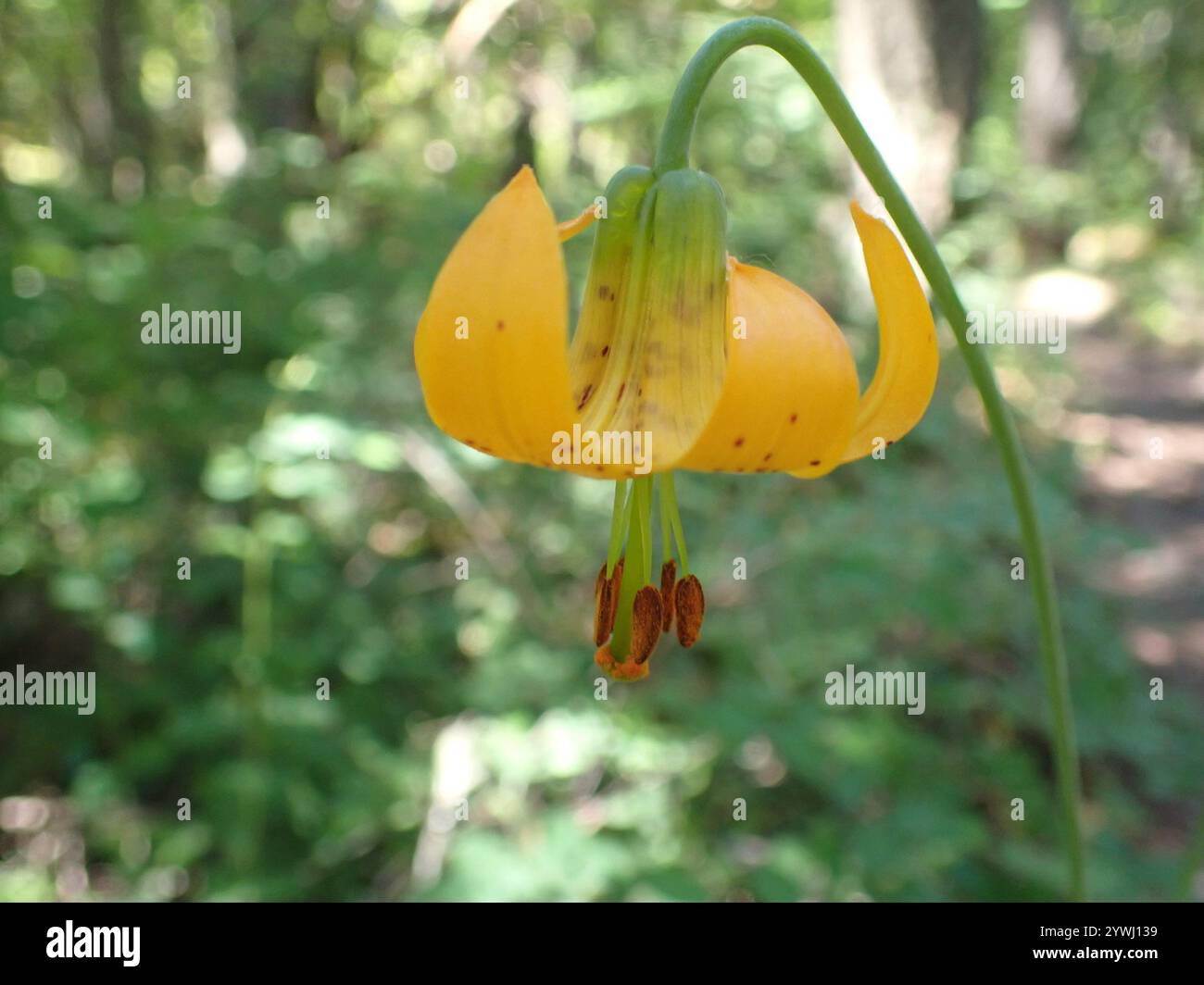 Columbia lily (Lilium columbianum Stock Photo - Alamy