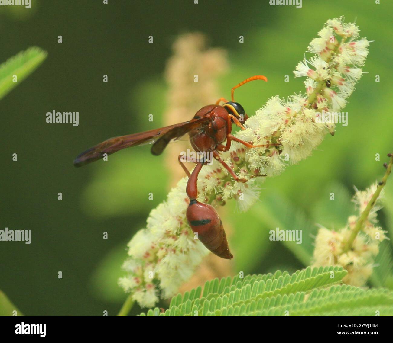Conoideum hi-res stock photography and images - Alamy