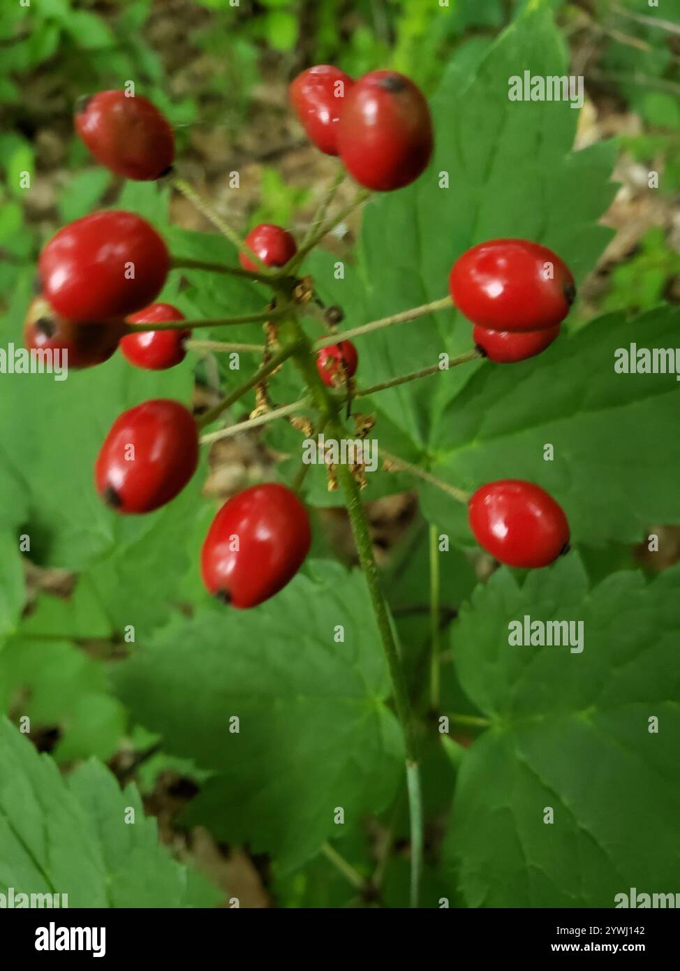 red baneberry (Actaea rubra Stock Photo - Alamy
