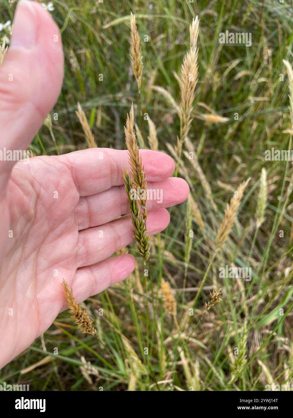 sweet vernal grass (Anthoxanthum odoratum Stock Photo - Alamy