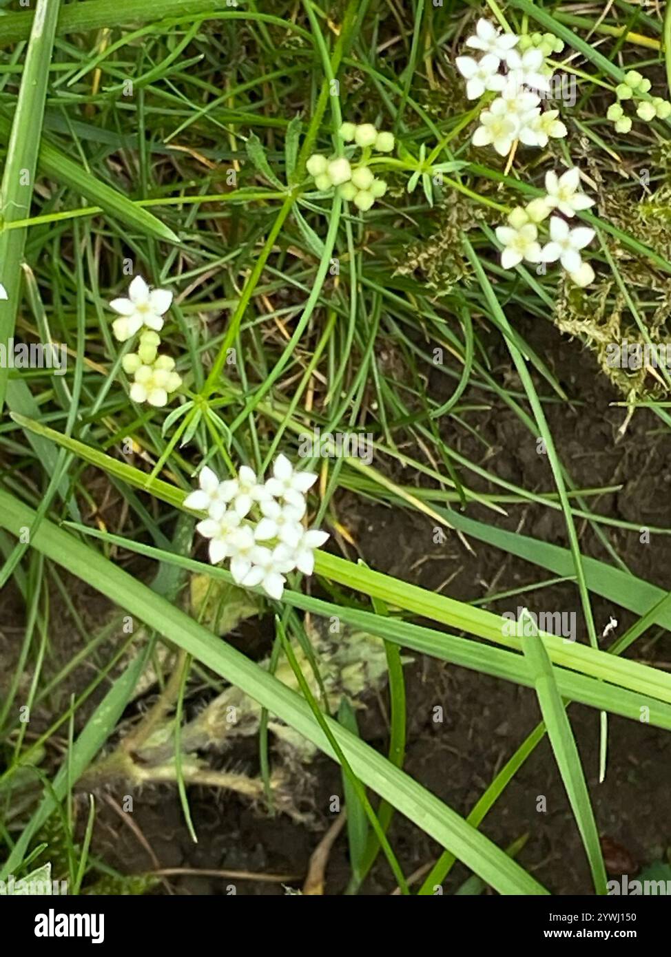 Heath Bedstraw (Galium saxatile Stock Photo - Alamy