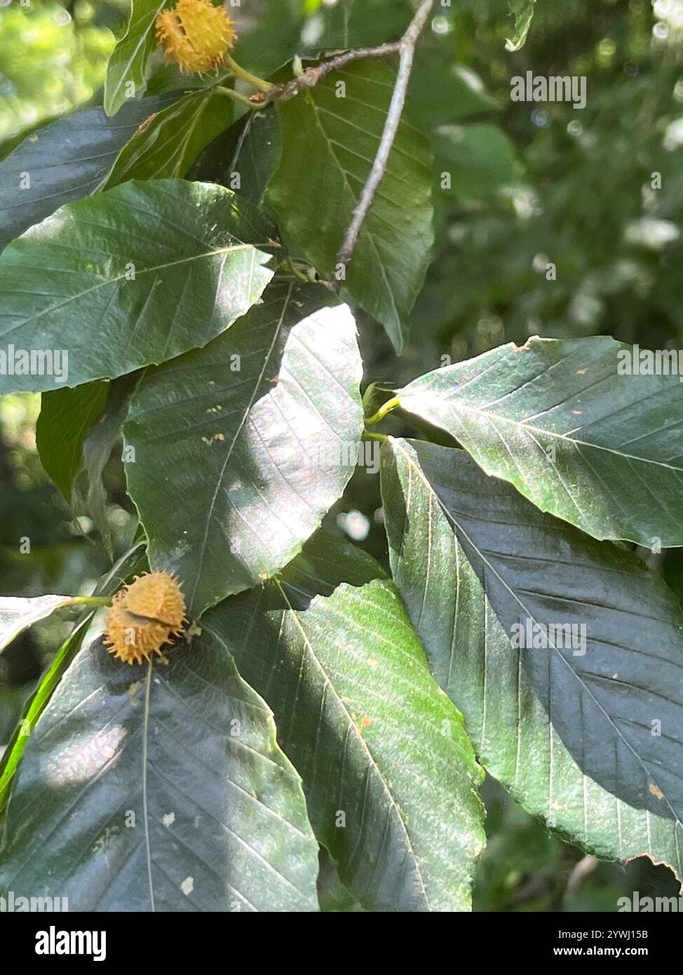 American beech (Fagus grandifolia Stock Photo - Alamy