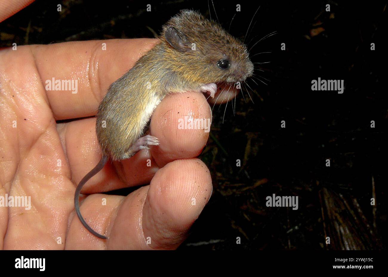 Hamsters, Voles, Lemmings, and Allies (Cricetidae Stock Photo - Alamy