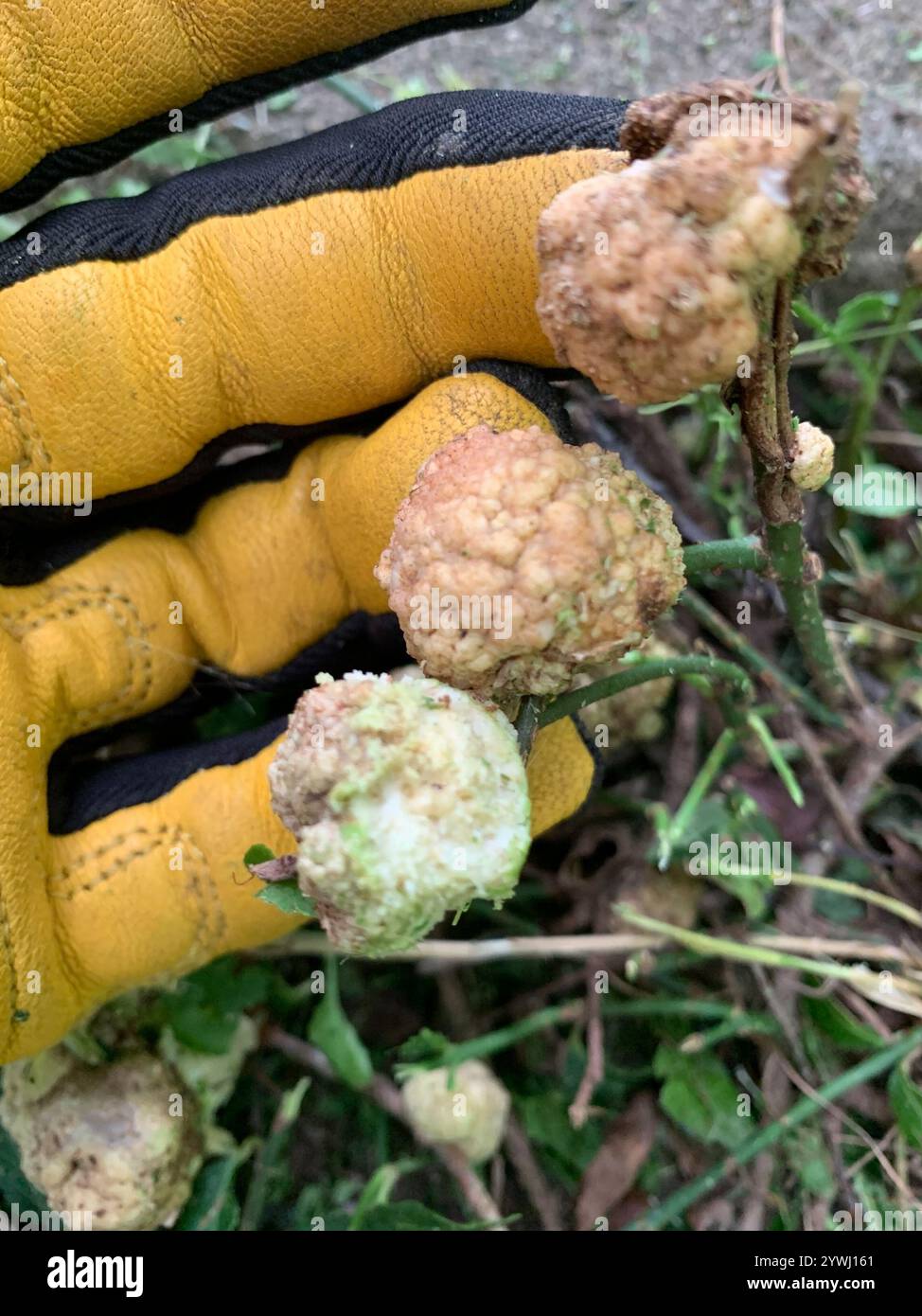 bacterial crown gall (Agrobacterium radiobacter Stock Photo - Alamy