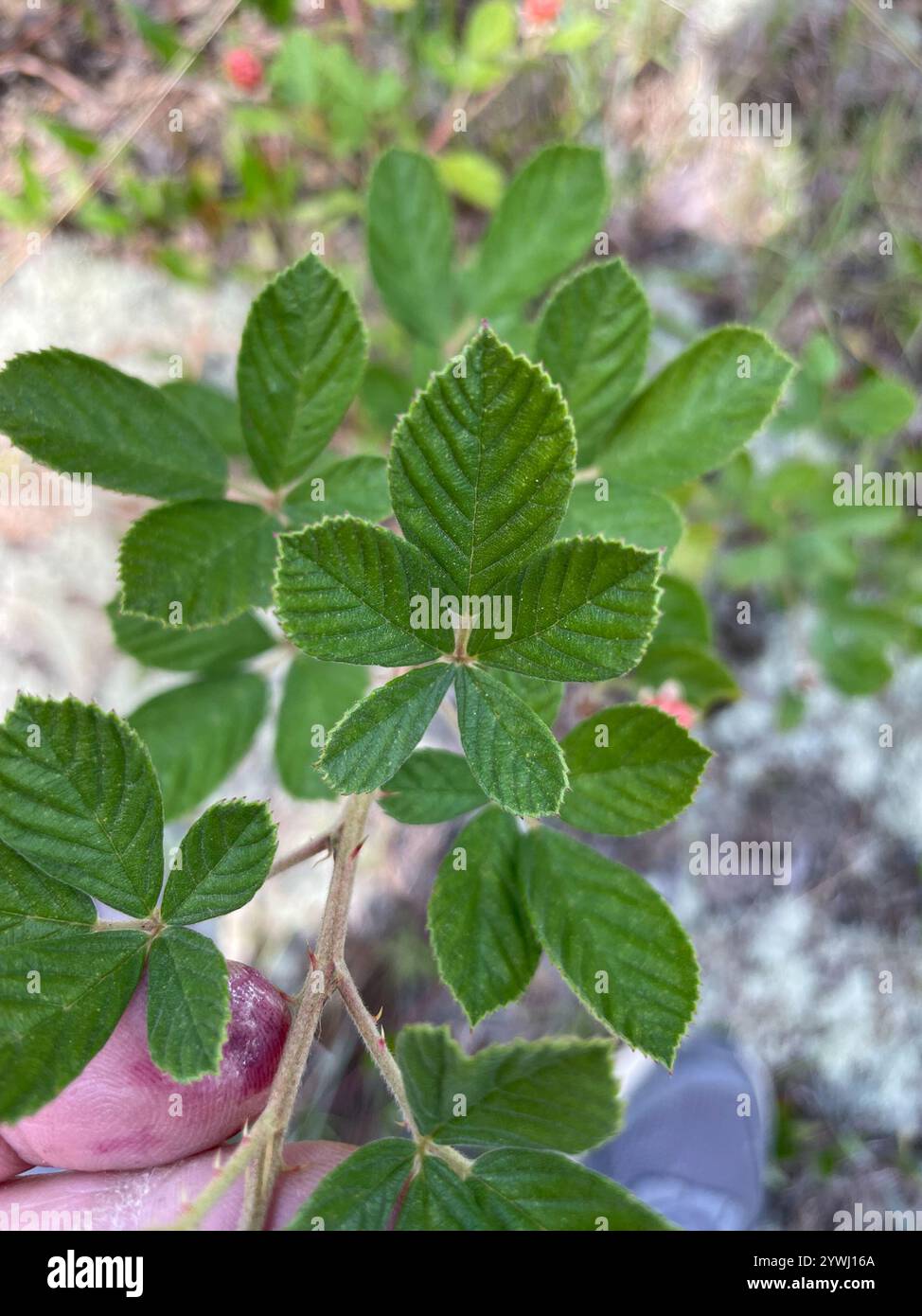 Rubus cuneifolius hi-res stock photography and images - Alamy
