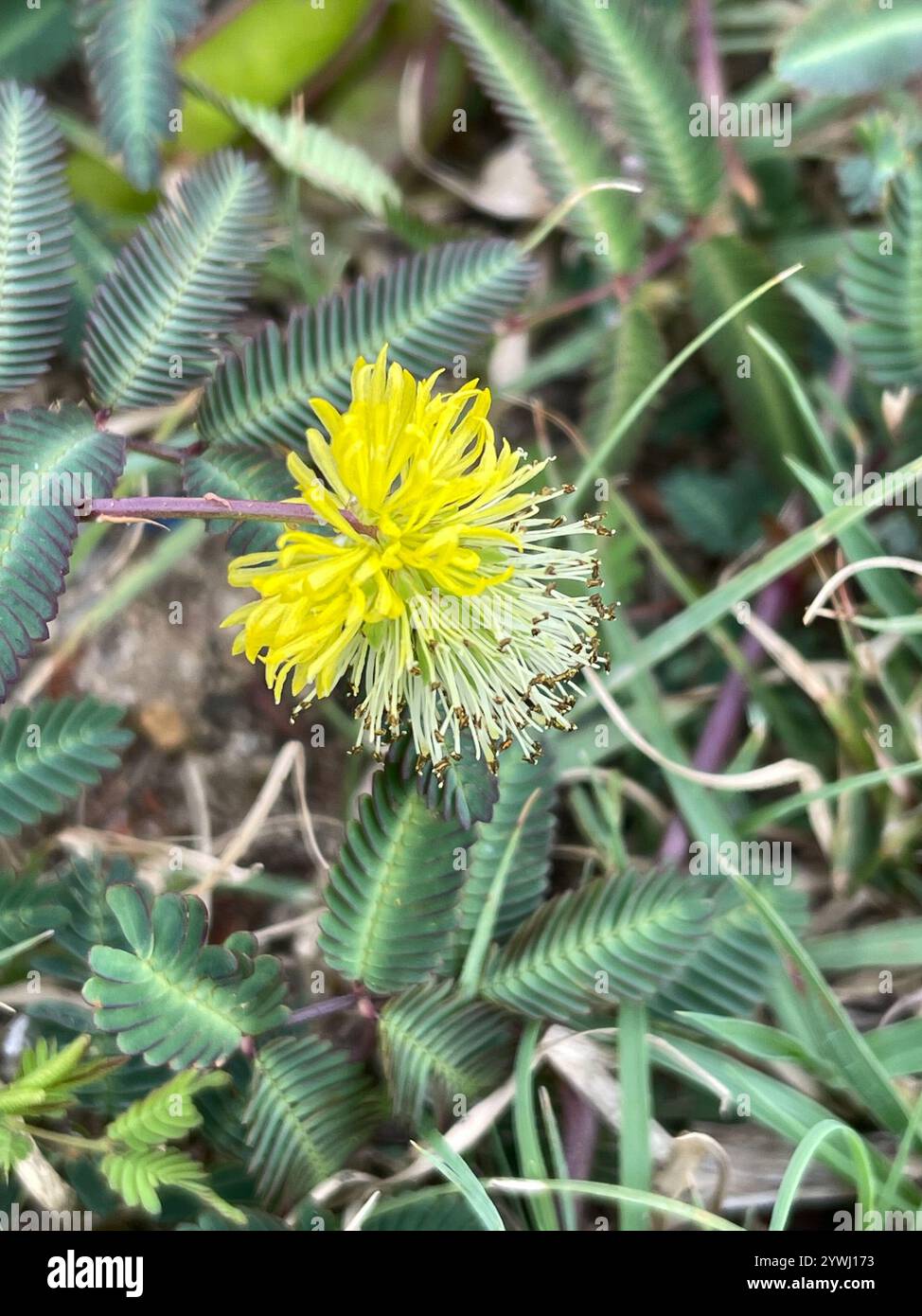 Tropical puff (Neptunia pubescens Stock Photo - Alamy