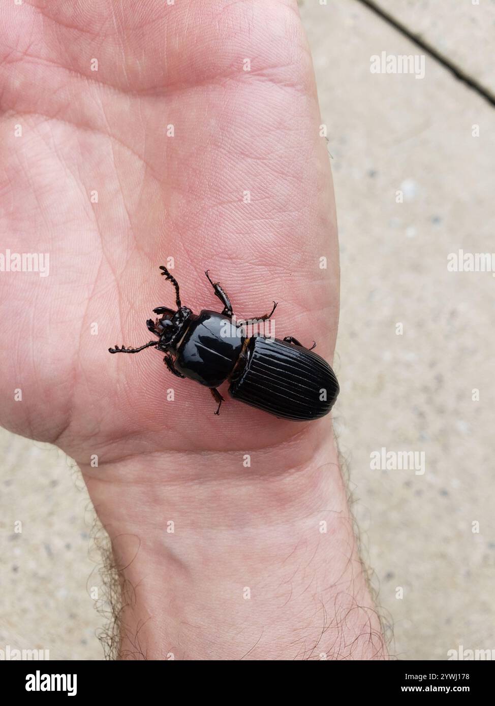 Horned Passalus Beetle (Odontotaenius disjunctus Stock Photo - Alamy