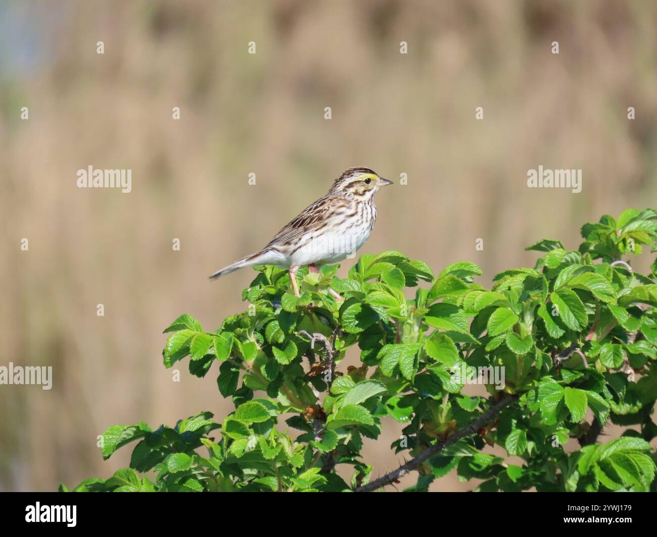 Savannah Sparrow (Passerculus sandwichensis Stock Photo - Alamy
