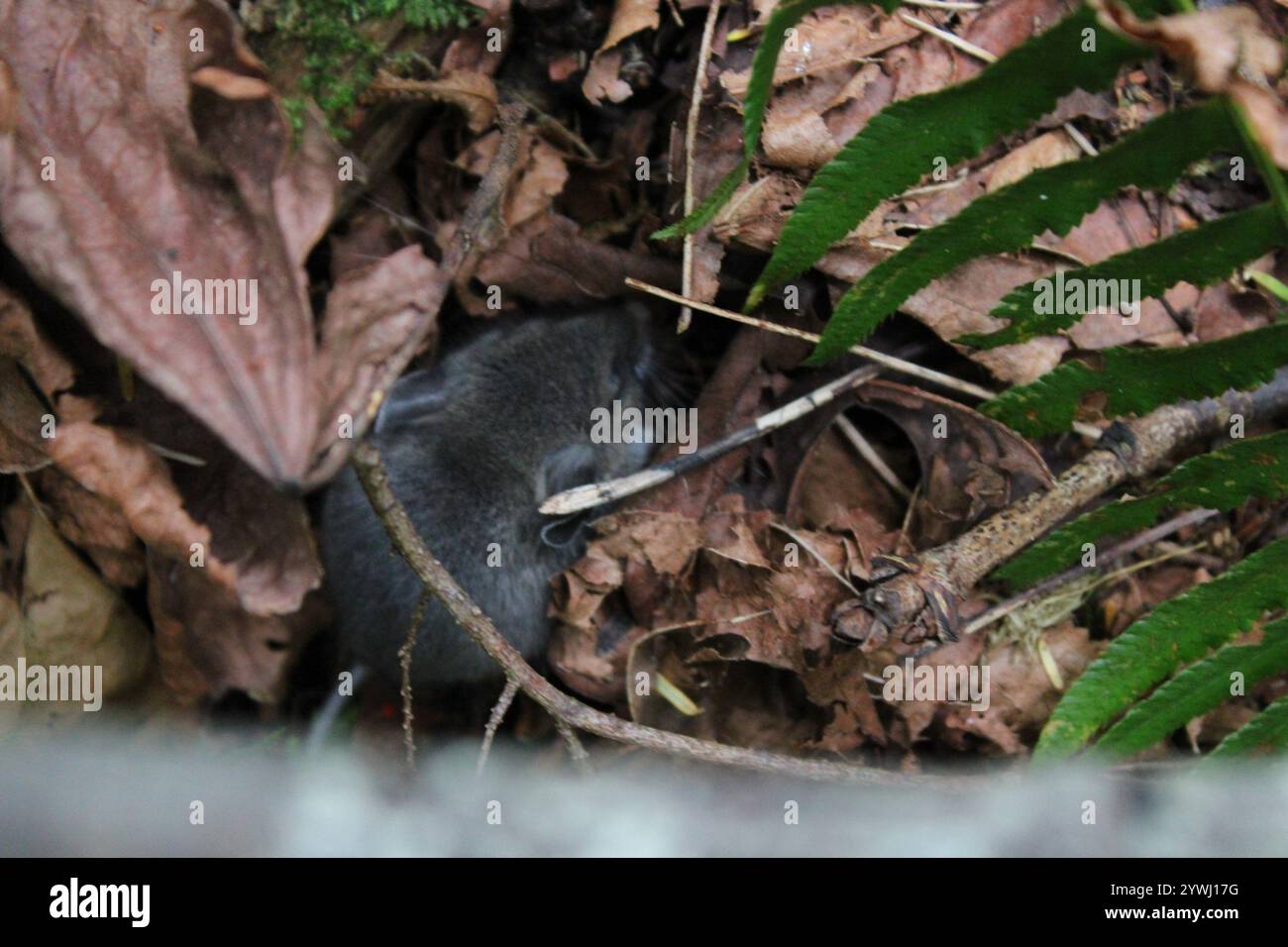 Western Deer Mouse (Peromyscus sonoriensis Stock Photo - Alamy