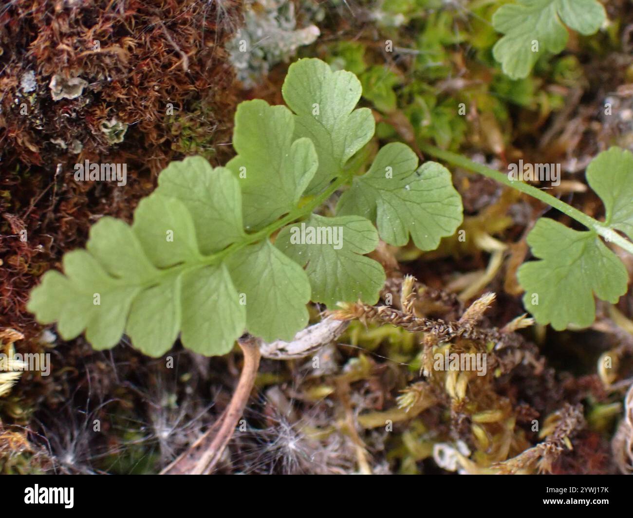 brittle bladderfern (Cystopteris fragilis Stock Photo - Alamy