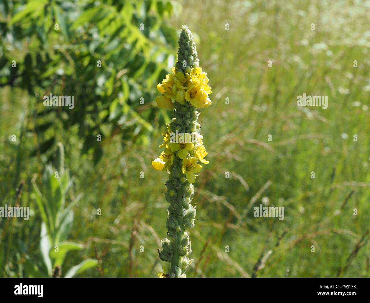 great mullein (Verbascum thapsus Stock Photo - Alamy
